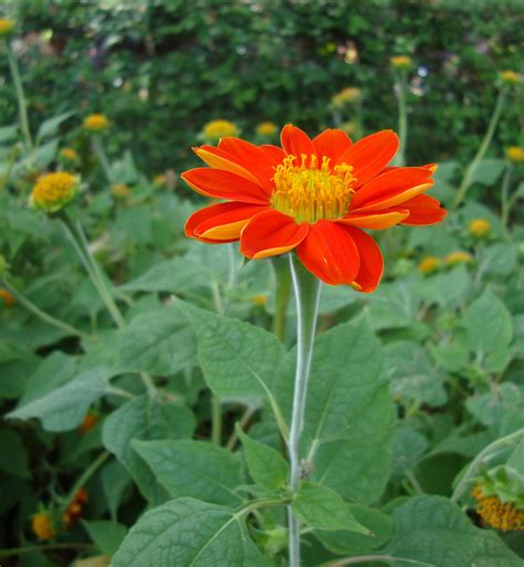 How To Plant Mexican Sunflowers At Troy Musselman Blog