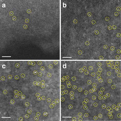Structural Characterization Of Pt1sn1nc A Ac Haadf Stem Image Of