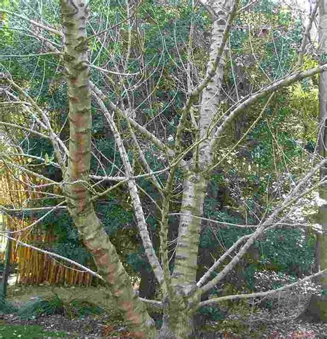 Ash Tree Identification Australia Fragrances Personal Website Photographs