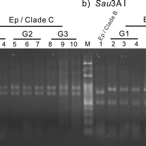 Restriction Fragment Length Polymorphism Rflp Analysis Of Three