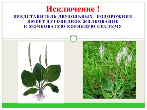 Класс Двудольные - презентация онлайн