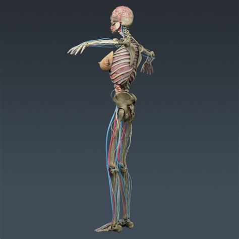 3d anatomy model