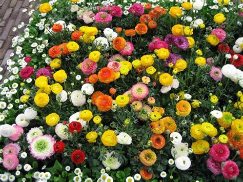 Лютики азиатские или садовые(Ranunculus asiaticus). Обсуждение на ...