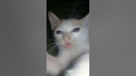 Inpone Aku Nesu Short Youtube