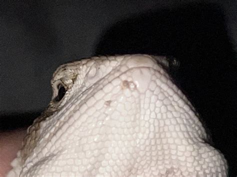 Does This Look Like Scale Rot R BeardedDragons