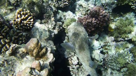 Иглобрюх рыба ёж Dscf8438 Youtube