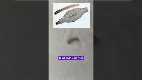 Todo Sobre La Polilla Gusano De Seda Ciclo De Vida Hábitat Y Cría