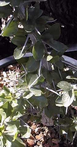 Palo Adan Adams Tree Fouquieria Diguetii