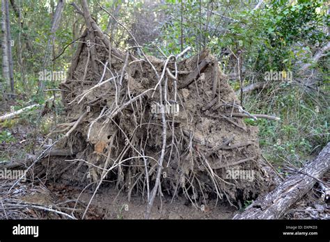 Typhoon Tree Hi Res Stock Photography And Images Alamy