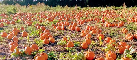 8 Pumpkin Patches And Pyo Farms Near London The Nudge