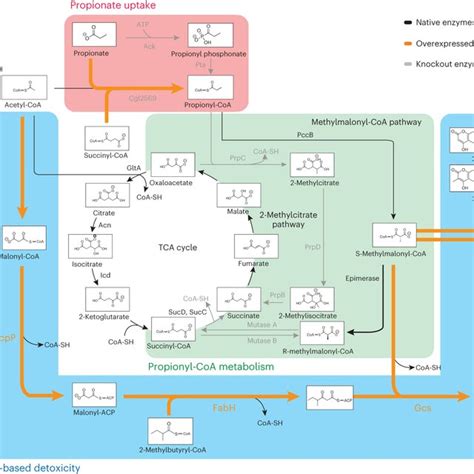Propionate Derivatives Induce Growth Inhibition A Two Pathways For