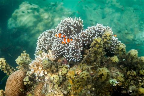Premium Photo Coral Reef On Andaman Islands