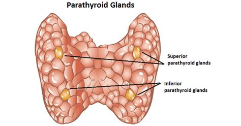Gland Parathyroid Introducing The Parathyroid Glands Present In The