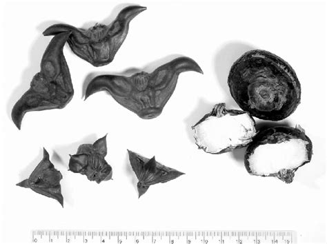 4 Water Chestnuts Fruits Of Trapa Bispinosa Roxb Asian Form With Download Scientific