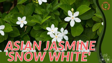 Wrightia Antidysenterica Your Guide To Perfect Arctic Snow