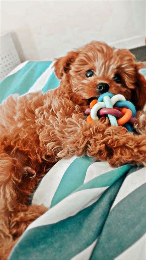 Rim Abebe Rimabe44 Profile Pinterest