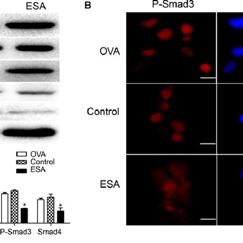Esa Inhibited The Expression Of P Smad2 P Smad3 And Smad4 A The