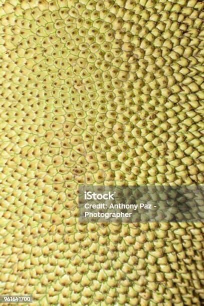 Jaca Grande También Conocida Como Fruta De Jaca En Textura De Brasil Foto De Stock Y Más Banco