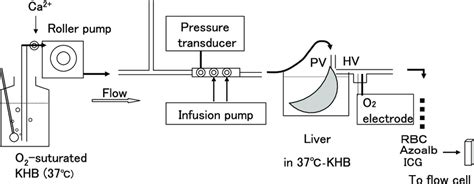 Perfusion System Of Isolated Rat Livers The Liver Was Freely Suspended
