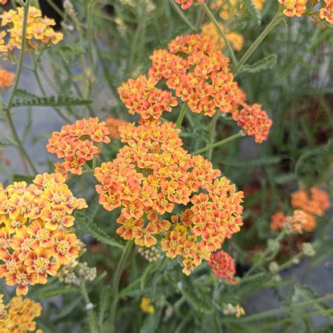 Achillea Millefolium Terracotta — Plants For Design