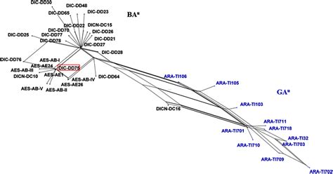 Neighbor Net Planar Graph Of Sequence Similarity Among Concatenated