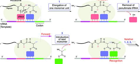 schematic illustration of growing peptide chain in ribosome the