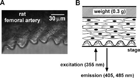 A Cross Section And The Schematic Diagram Of A Rat Femoral Artery