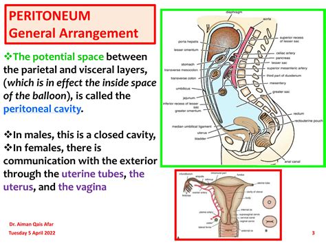 Peritoneum Structure Components Ligaments Pdf
