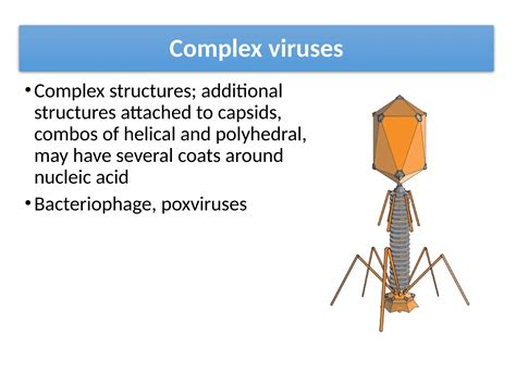 Structures And Classification Of Viruses Pptx