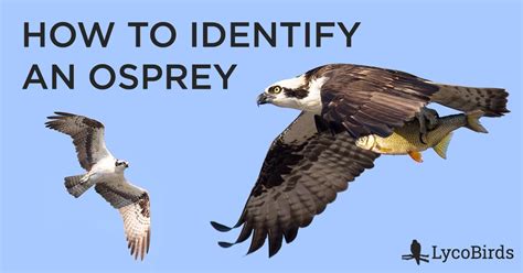 How To Identify An Osprey Lycobirds