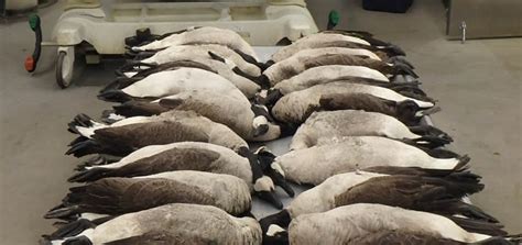 Canada Geese In The Wrong Place At The Wrong Time Healthy Wildlife