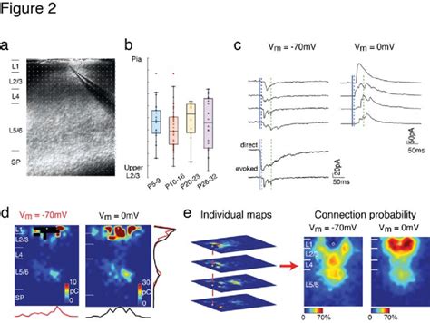 Optical Circuit Mapping Of Sources Of Input To L1 Cells A Infrared Download Scientific