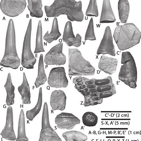 Stratigraphic Column Of The Colorado Plateau Modified From Stevenson