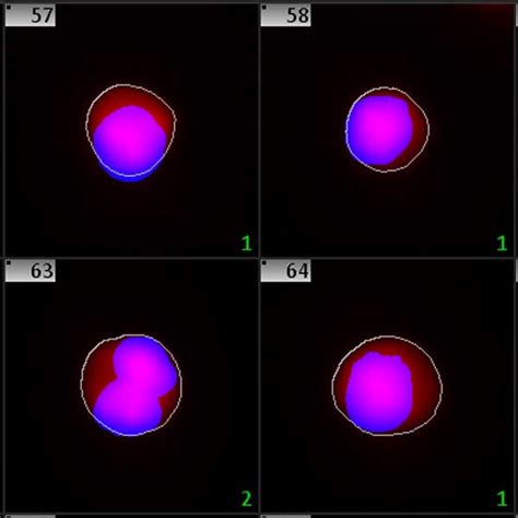 Scoring Micronuclei Automated Micronucleus Tests