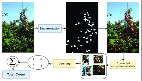 Workflow For Fruit Yield Estimation 1 Loosely Segment The Fruit Download Scientific Diagram
