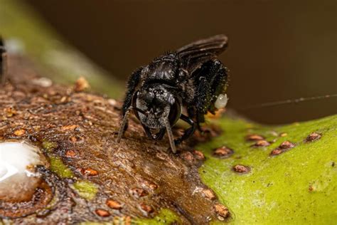 Premium Photo Adult Stingless Bee