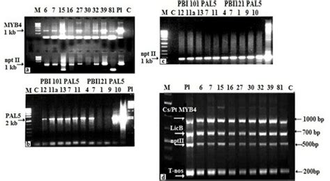 Pcr Analysis A C And Multiplex Pcr Analysis D Of T2 Soybean