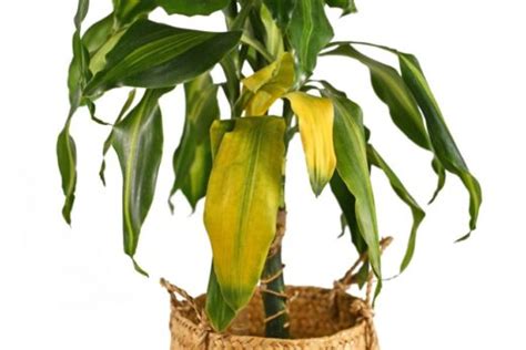 8 Causes Of Dracaena Leaves Turning Yellow Or Brown The Practical Planter