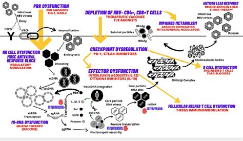 Schematic Representation Of Hepatitis B Virus Hbv Immunopathogenesis Download Scientific