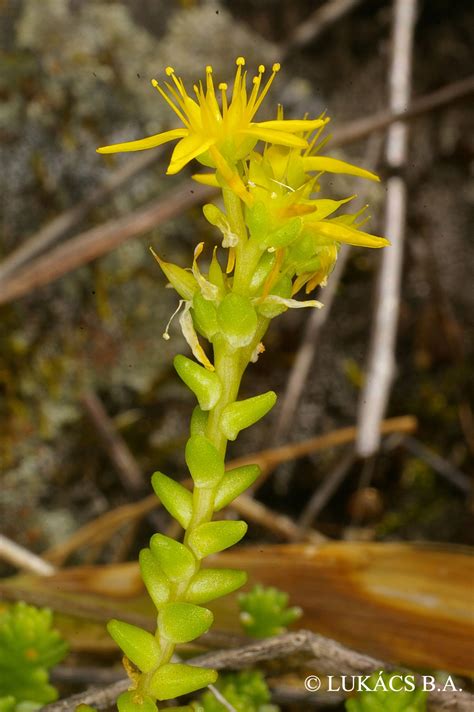 Sedum Acre L