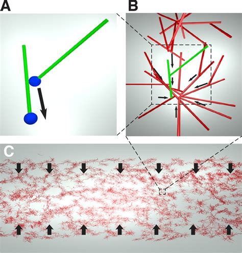 Active Contraction Of Microtubule Networks Elife