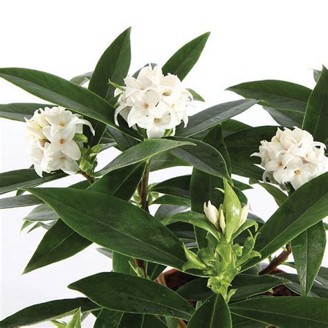 Daphne Perfume Princess White™ Farwest Show Portland Oregon