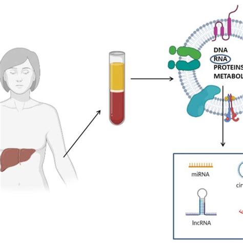 Schematic Representation Of Circulating Rna Biomarkers For Nafld Download Scientific Diagram