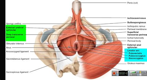 Increase Your Penis Kegel Exercise Keeping Pc Muscle Contracted Eporner