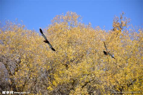 飞翔的鸟摄影图鸟类生物世界摄影图库昵图网