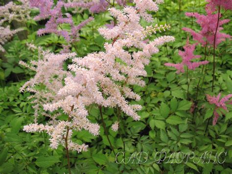 Сад Флоранс - Астильбы - (Astilbe)