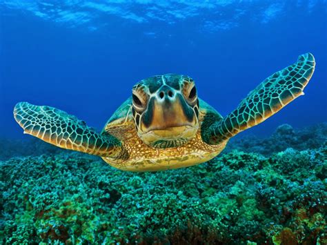 Totuga Carey Tortuga Carey
