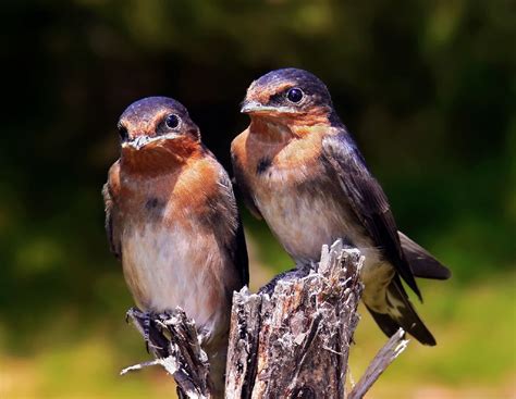 Swallow Hd