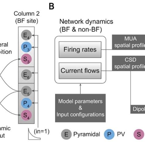Two Column Cortical Model And Forward Simulation A The Model Download Scientific Diagram