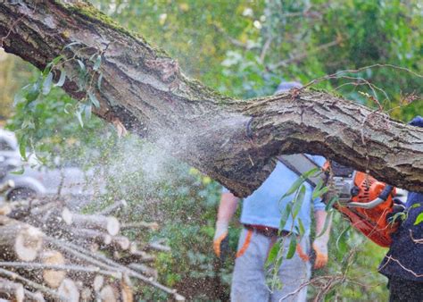 Tree Branch Removal Boston Pro Arborists Emergency Service